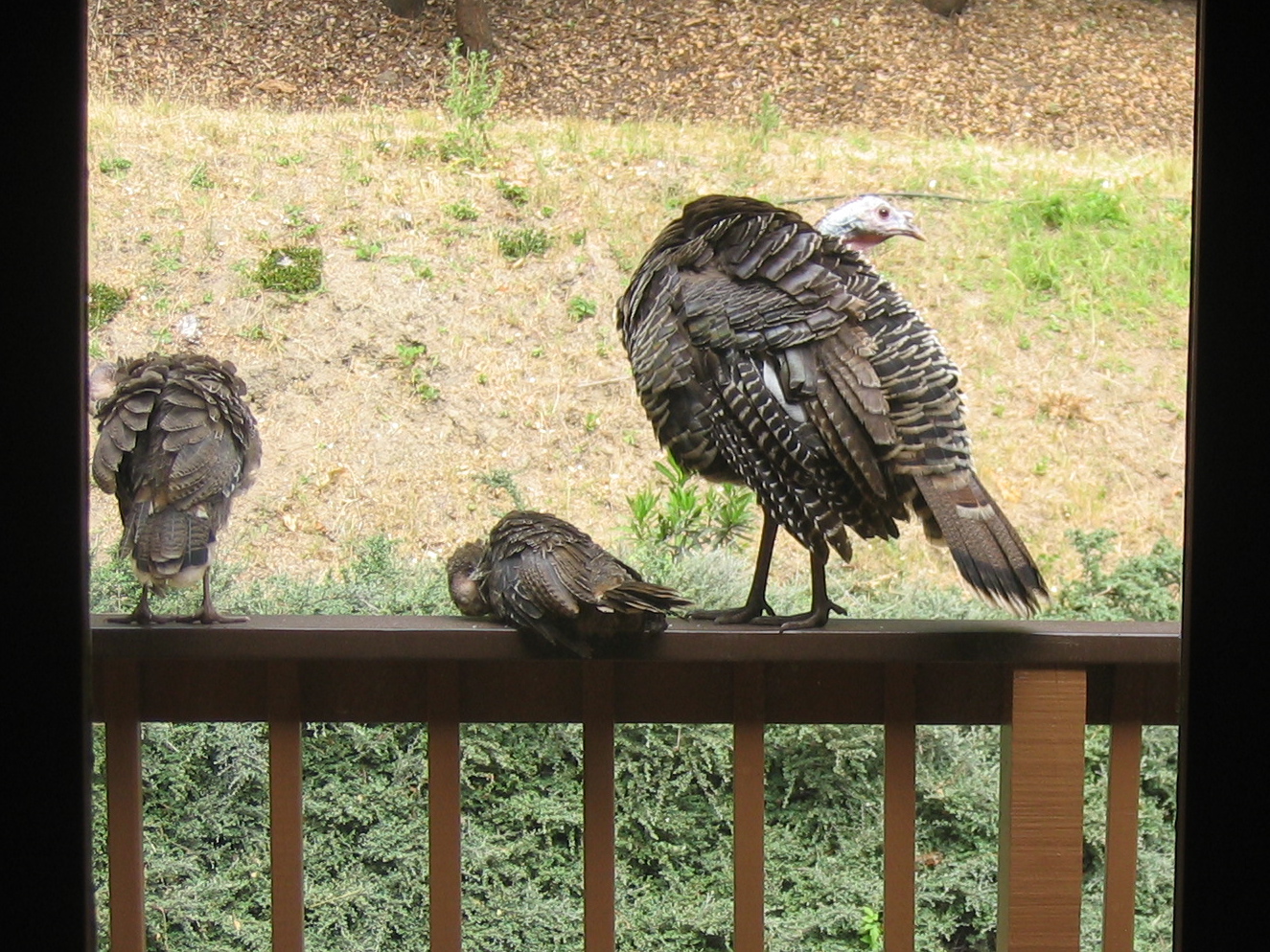 Happy Thanksgiving: TurkeyGobbleGobble. – UCSC Science Notes
