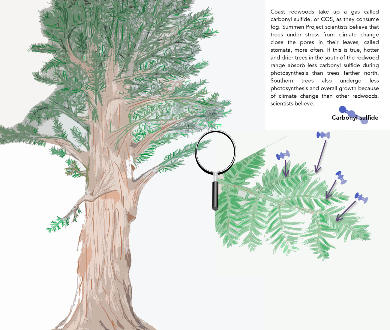 Redwood Tree Diagram