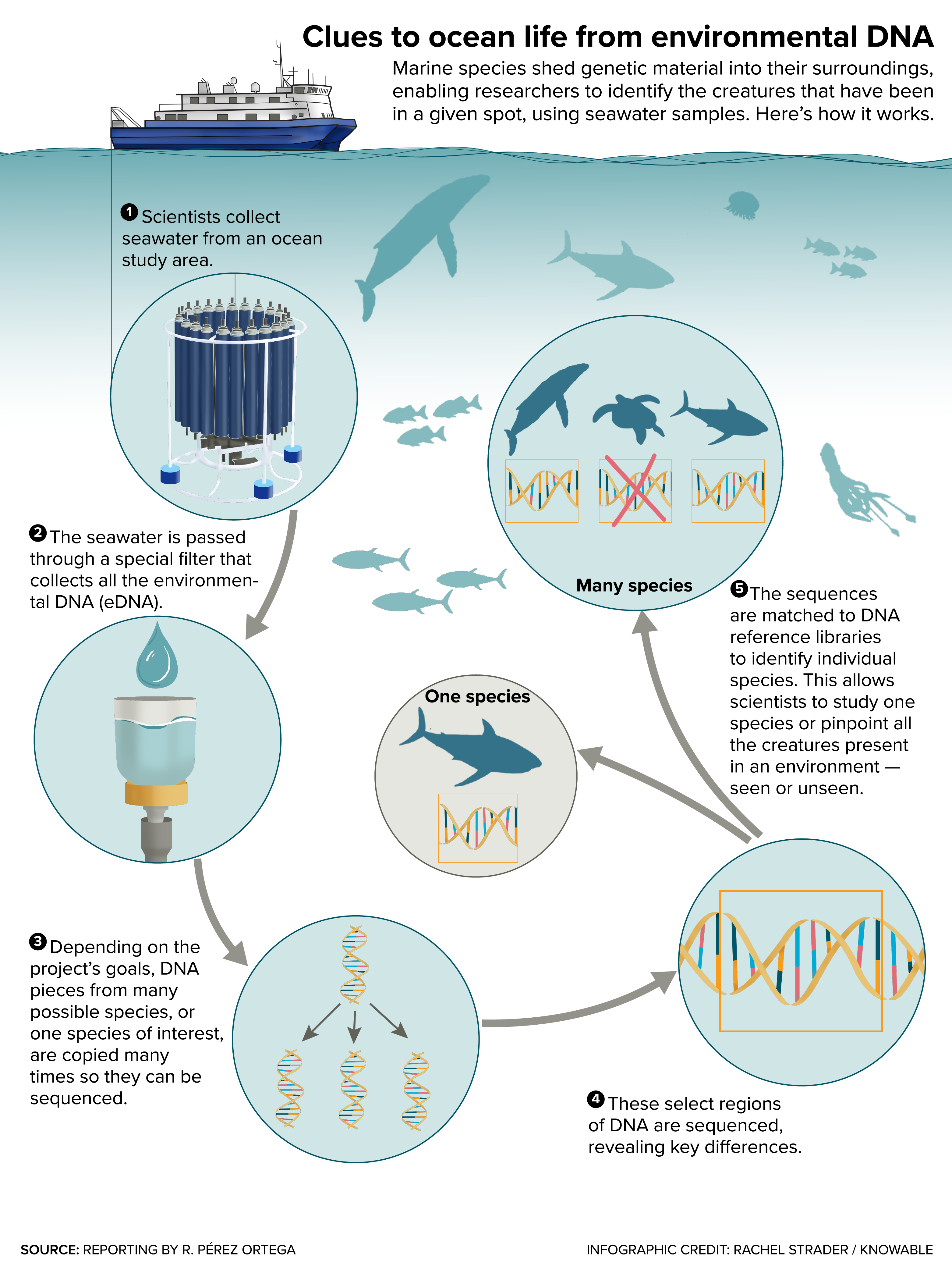 Studying environmental DNA – UCSC Science Notes