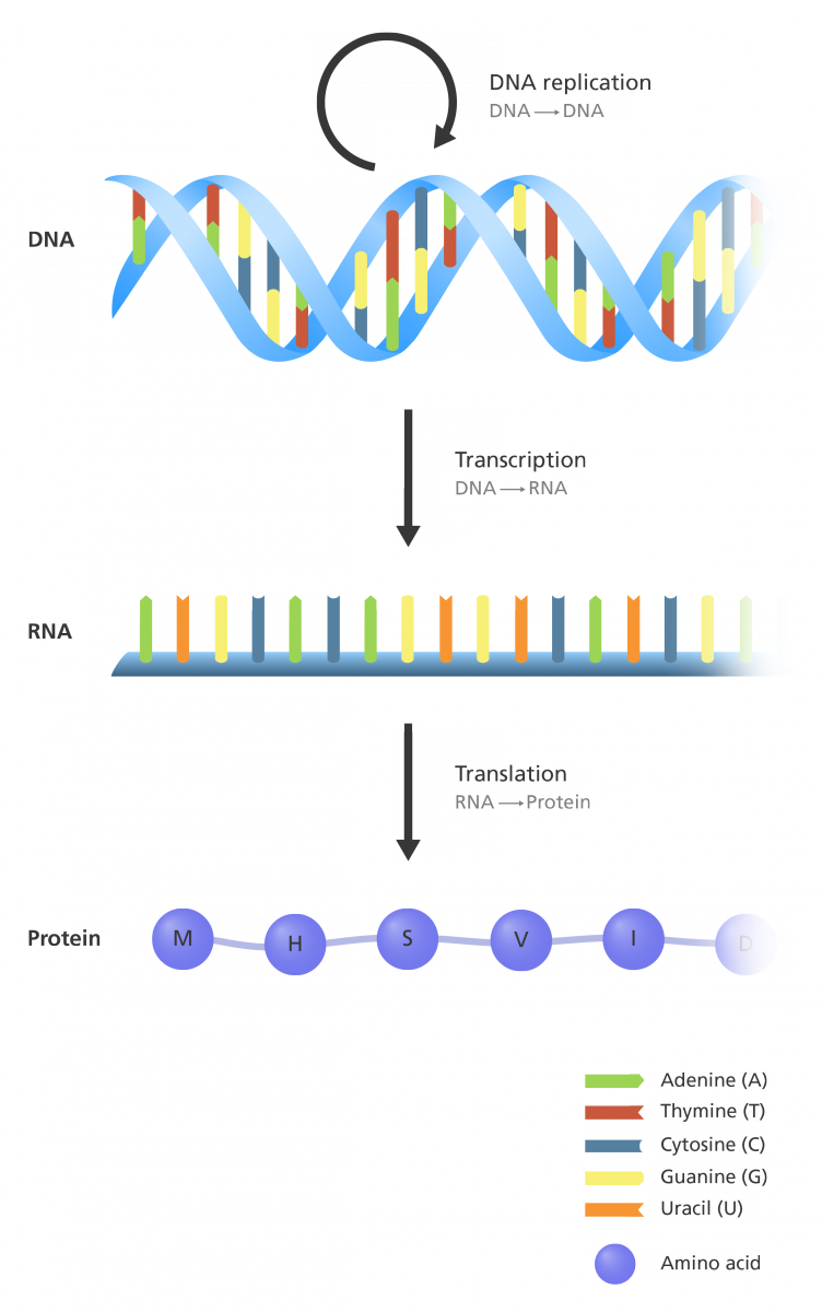 Dna central dogma yourgenome UCSC Science Notes Dna central dogma yourgenome UCSC Science Notes