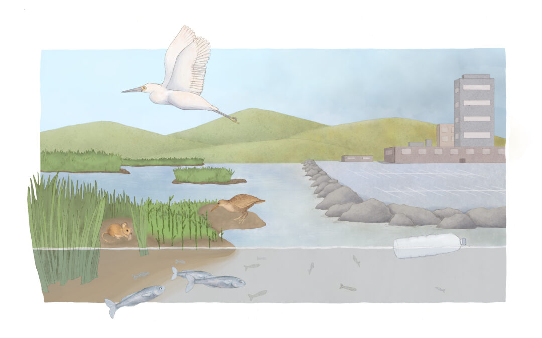 Time-traveling through the San Francisco Bay tidal marshes – UCSC ...